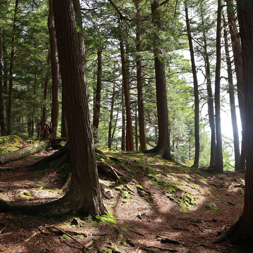 Sagamok Development Corporation – Sagamok.Shop